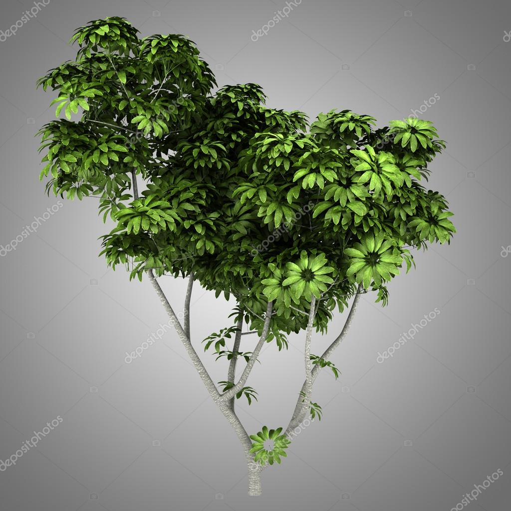 Umbrella tree isolated on gray background Stock Photo by ©tiler84 28697841