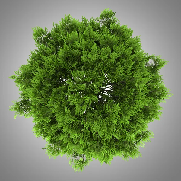 Trees top view Stock Photos, Royalty Free Trees top view Images ...