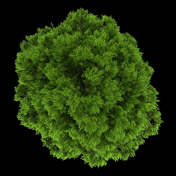 Top view tree Stock Photos, Royalty Free Top view tree Images ...