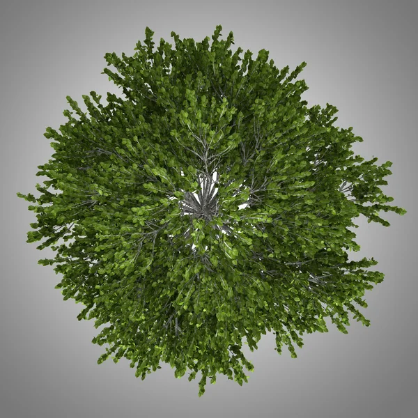 Top view of fall birch tree isolated on white background Stock Photo by ...