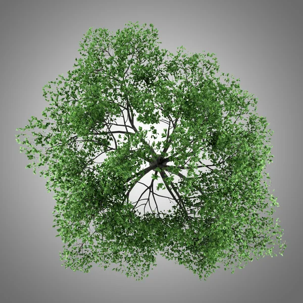 tree top view — Stock Photo © 3dvlaa #23511559