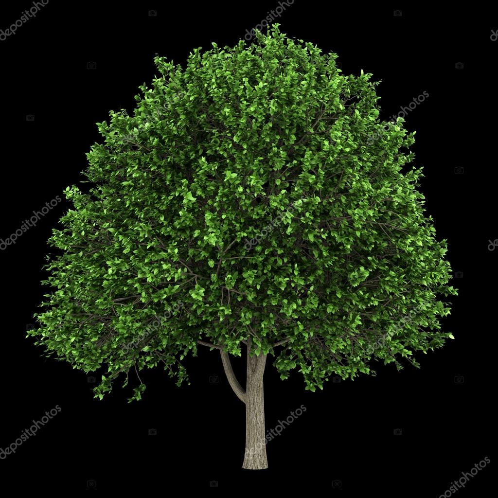 Árbol del olmo americano aislada sobre fondo negro — Foto de stock ...