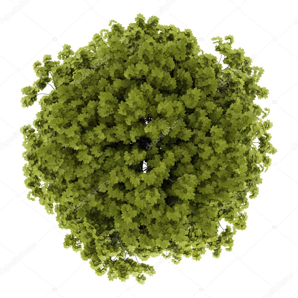 Top view of norway maple tree isolated on white background Stock Photo ...