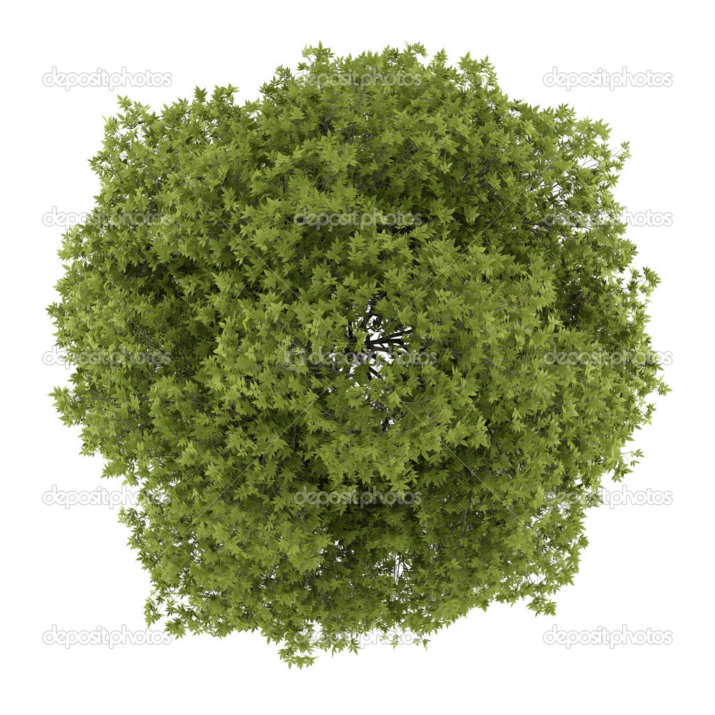 Top view of white ash tree isolated on white background — Stock Photo ...