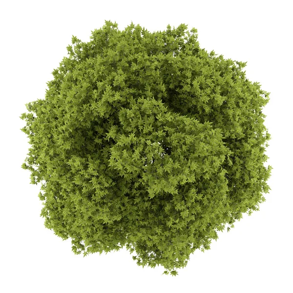 Tree top view Stock Photos, Royalty Free Tree top view Images ...