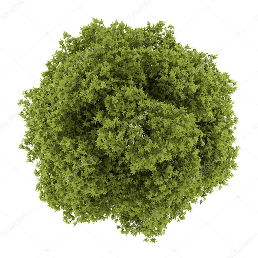 Evergreen Tree Plan View