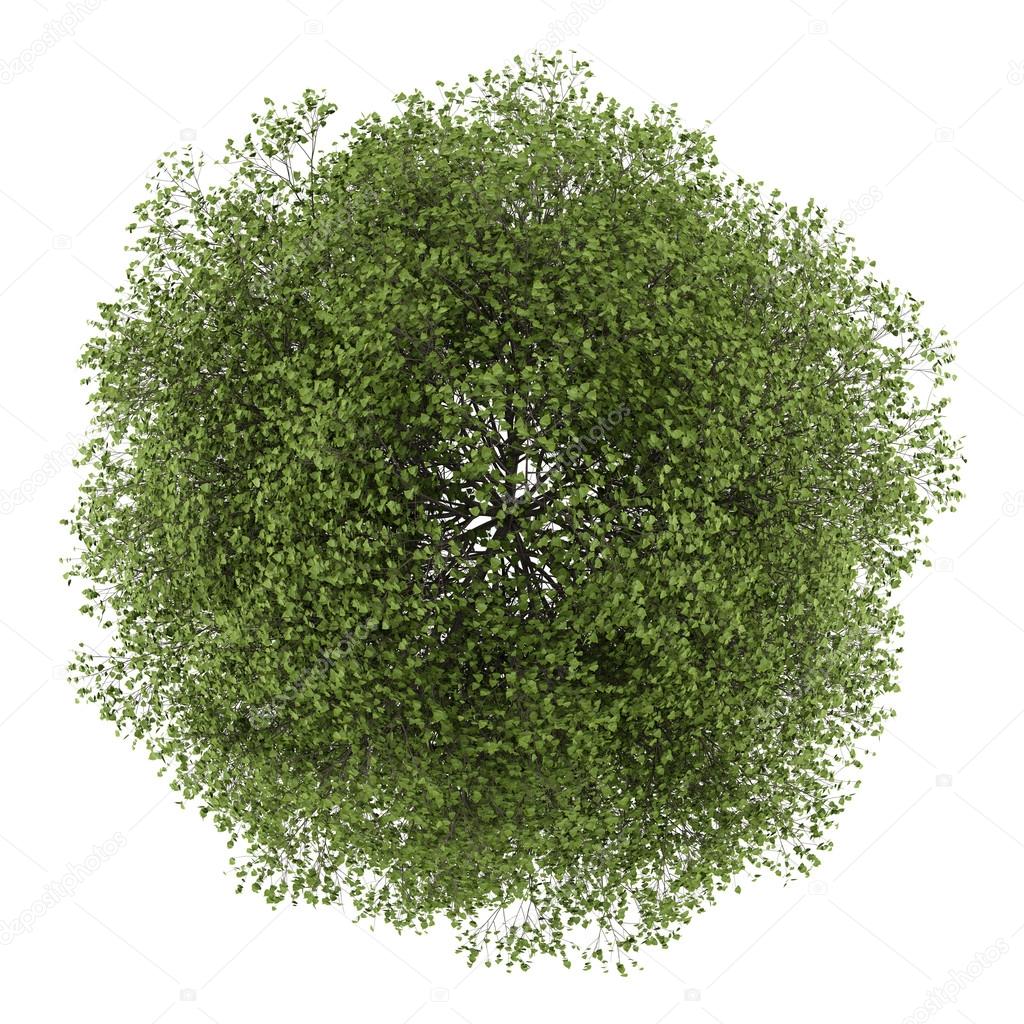 Top view of small-leaved lime tree isolated on white background Stock ...