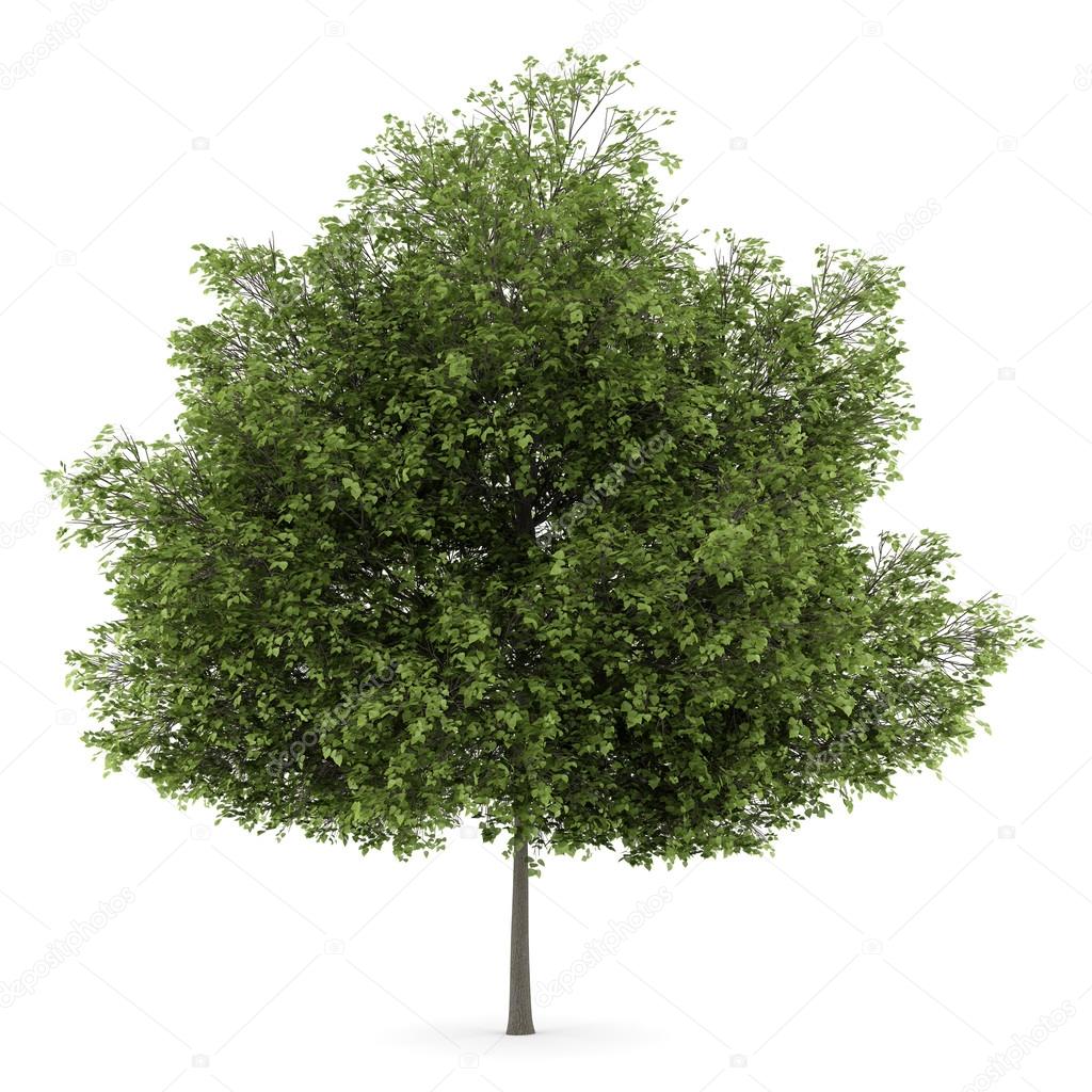 Small-leaved lime tree isolated on white background Stock Photo by ...