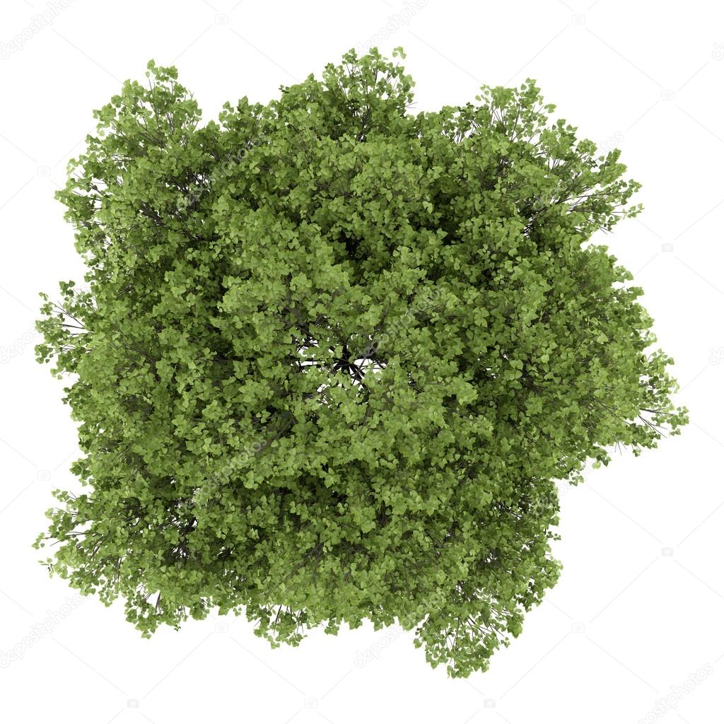 Top view of small-leaved lime tree isolated on white background Stock ...