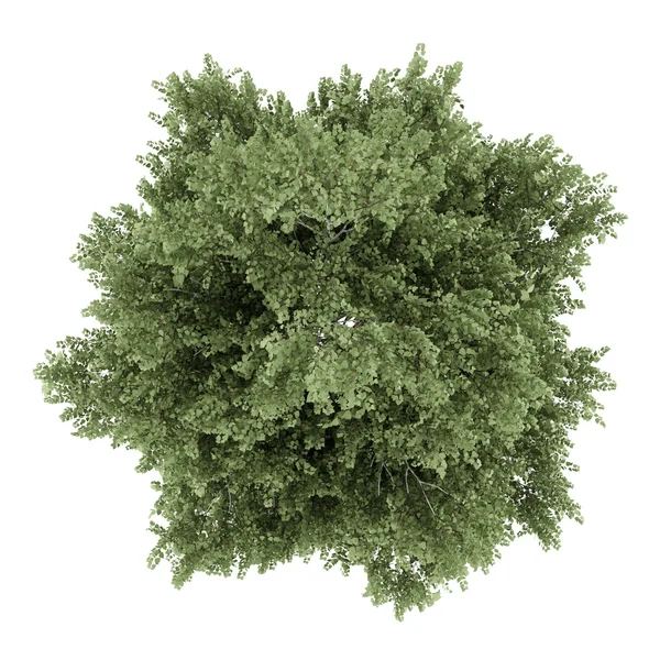 Top view of european ash tree isolated on white background Stock Photo ...