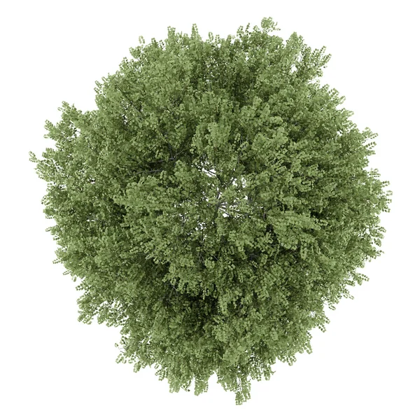 Top view of austrian oak tree isolated on white background. 3d i Stock ...