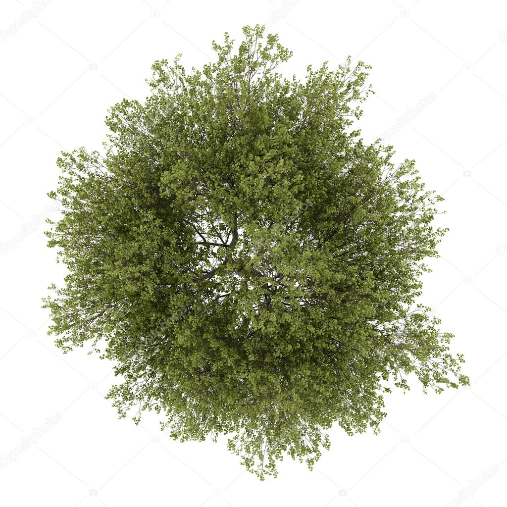 Top view of poplar tree isolated on white background Stock Photo by ...