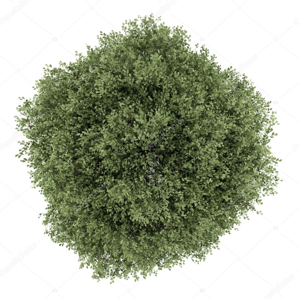 Top view of english oak tree isolated on white background Stock Photo ...