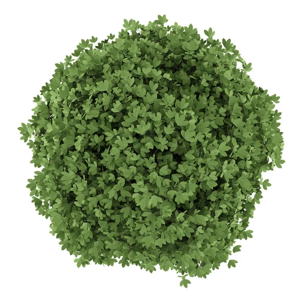 Pomelo Tree Fruits Isolated White Background Top View Illustration ...