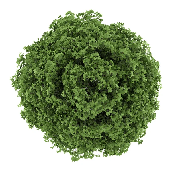 Tree top view Stock Photos, Royalty Free Tree top view Images ...