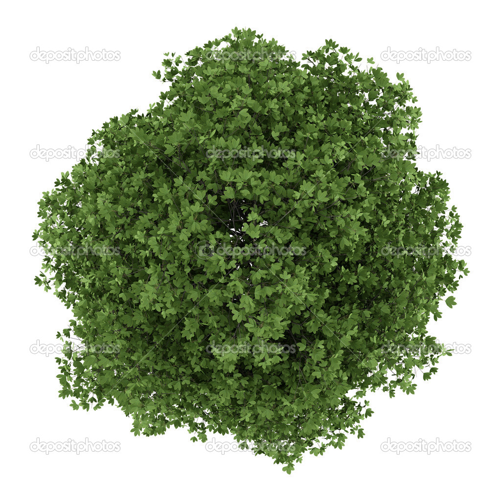 Top view of horse chestnut tree isolated on white background Stock ...