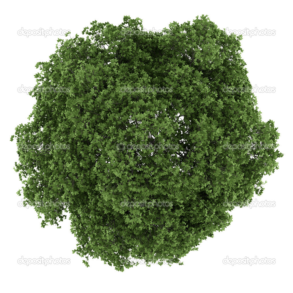 Top view of horse chestnut tree isolated on white background — Stock ...