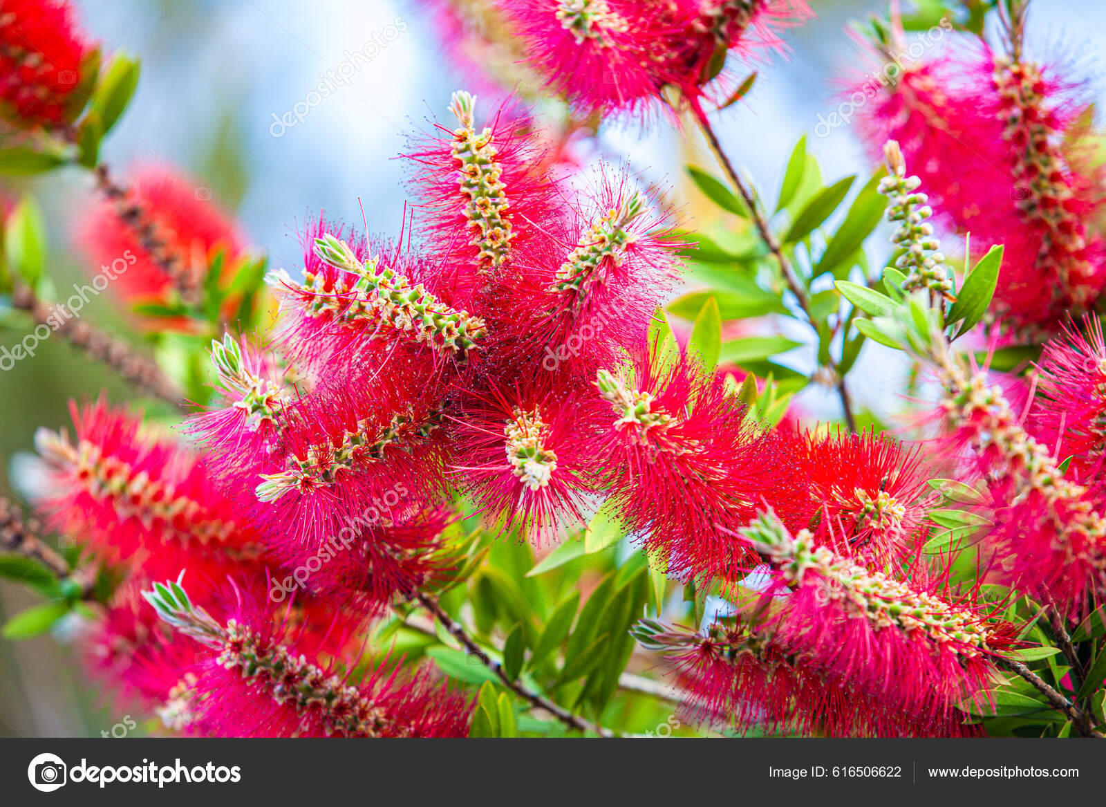 Callistemon Rigidus