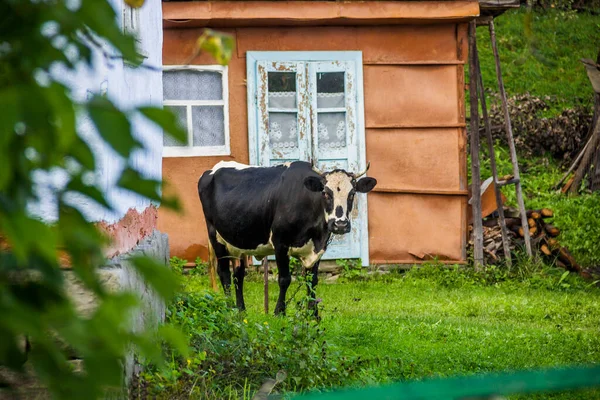 Indian Cow Farm House