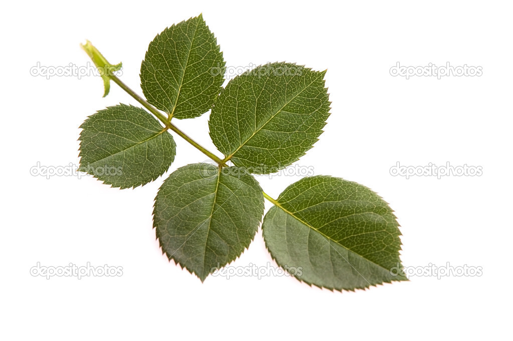 Rose leaf — Stock Photo © joannawnuk #25268135