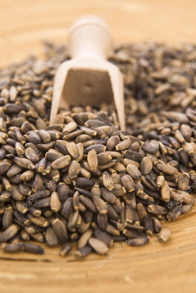 Semillas de cardo mariano (Silybum marianum, Scotch Thistle, Maria 2023