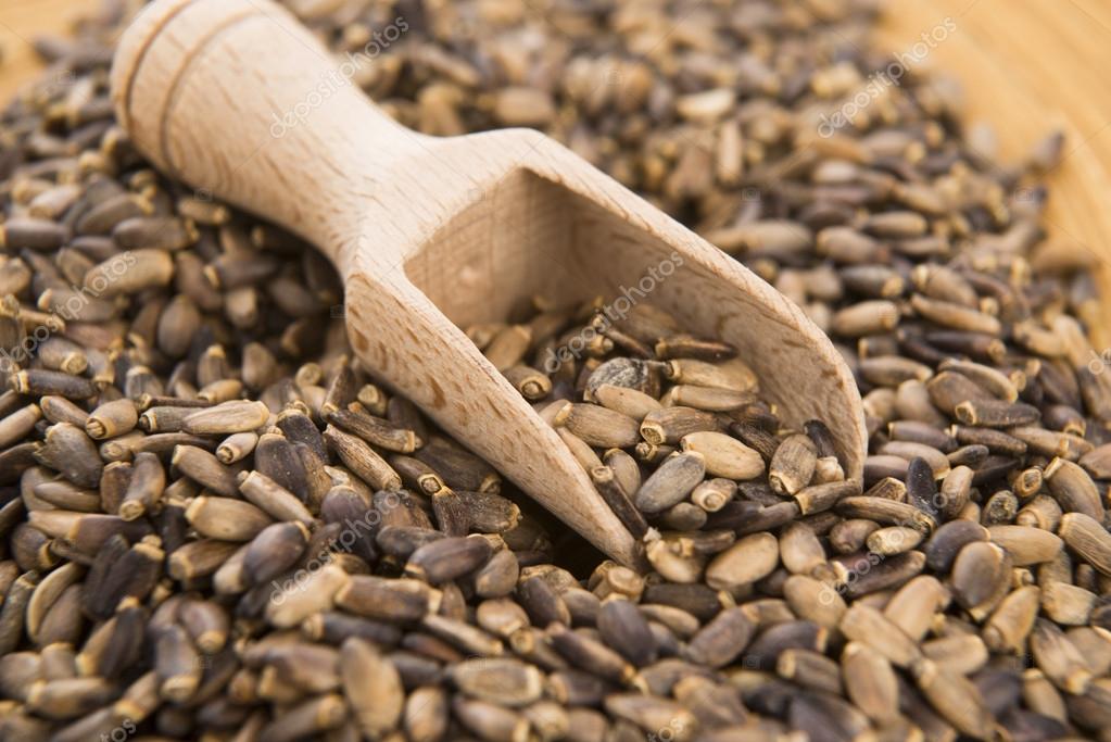 Sementes de um Cardo Mariano (silybum marianum, cardo escocês, maria ...