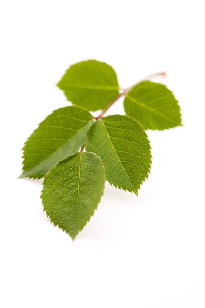 Rose leaf — Stock Photo © joannawnuk #1790656