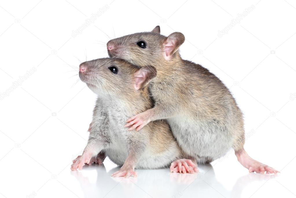 Rats cuddling on a white background Stock Photo by ©FotoJagodka 14144684