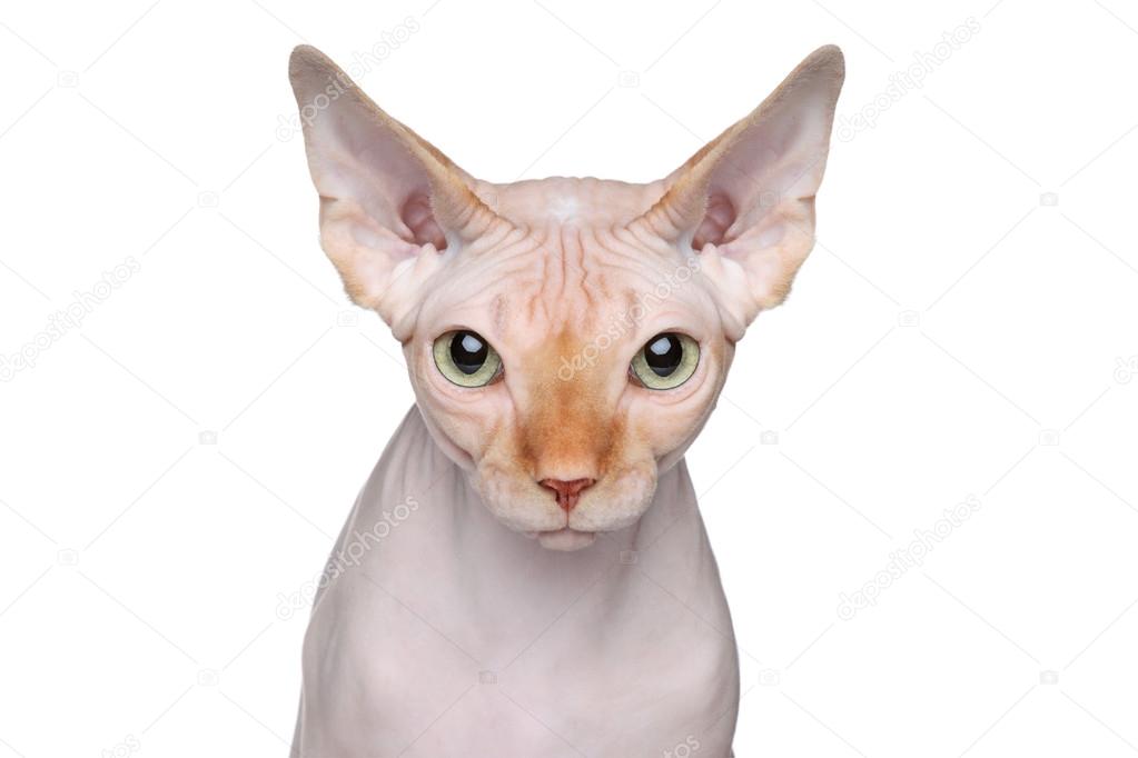 Sphynx cat portrait on white background Stock Photo by ©FotoJagodka ...