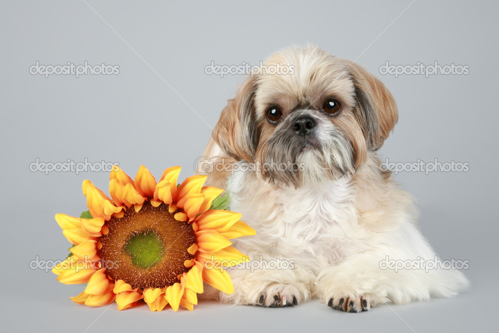 Shih Tzu dog with sunflower Stock Photo by ©FotoJagodka 21368707