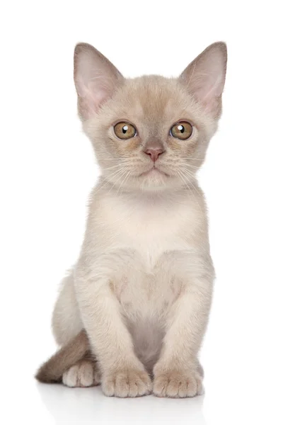 Burmese kitten Portrait Stock Photo by ©FotoJagodka 31176005