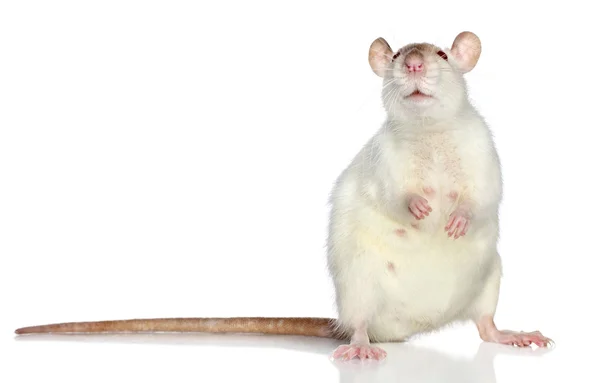 Hind paws Stock Photos, Royalty Free Hind paws Images | Depositphotos