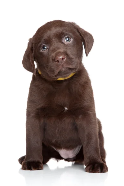 ᐈ Baby chocolate labs stock pictures, Royalty Free labrador chocolate ...