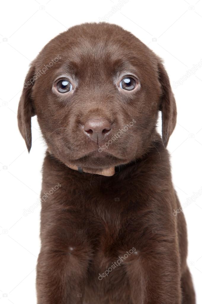 Legrační hnědý labrador štěně — Stock fotografie #38736085