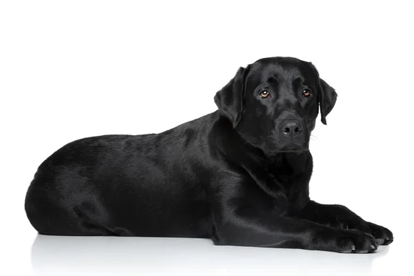Black Labrador puppy — Stock Photo © FotoJagodka #55685719
