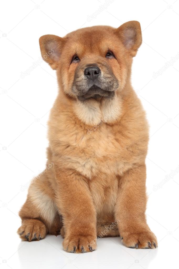 Shiba Inu Chow Chow