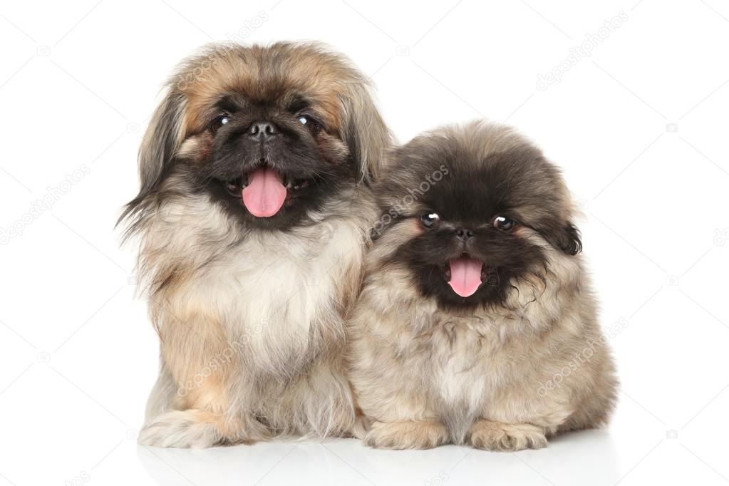 Pekinese dog with puppy Stock Photo by ©FotoJagodka 45854765
