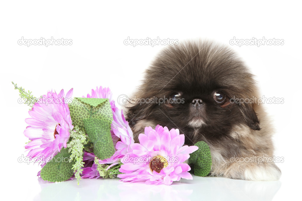 Pekinese puppy in flower Stock Photo by ©FotoJagodka 45854963