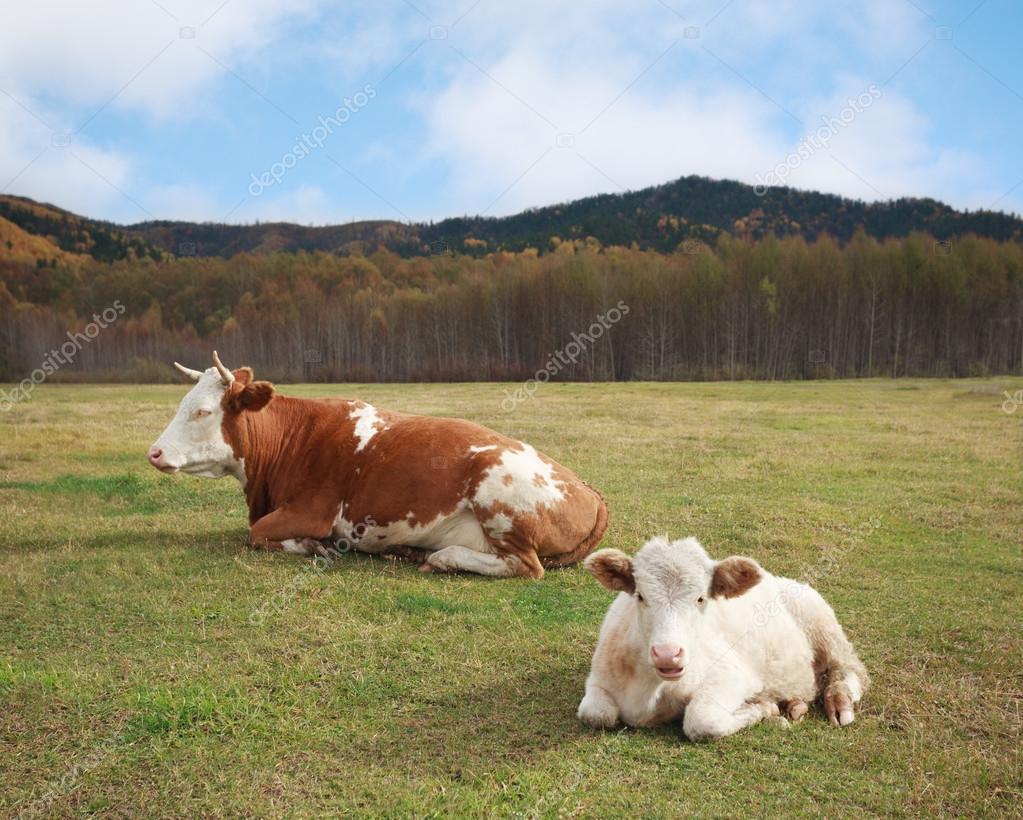 Vaca y el joven toro yaciendo en un prado: fotografía de stock © Stas_K ...