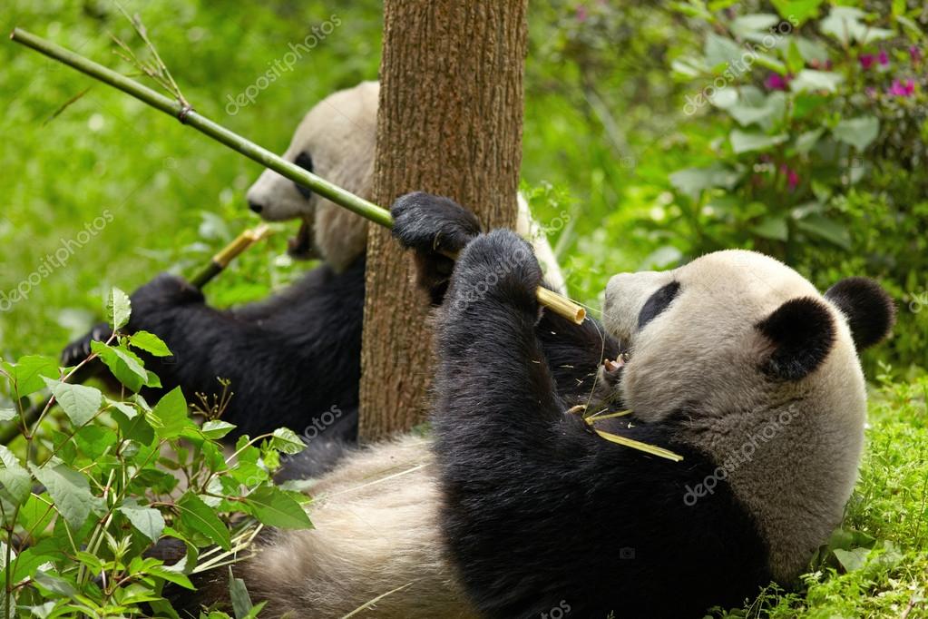 Giant panda eating bamboo Stock Photo by ©silverjohn 12178124
