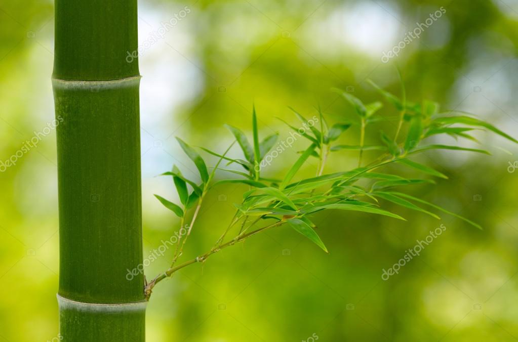 Bamboo Stock Photo by ©silverjohn 26416923