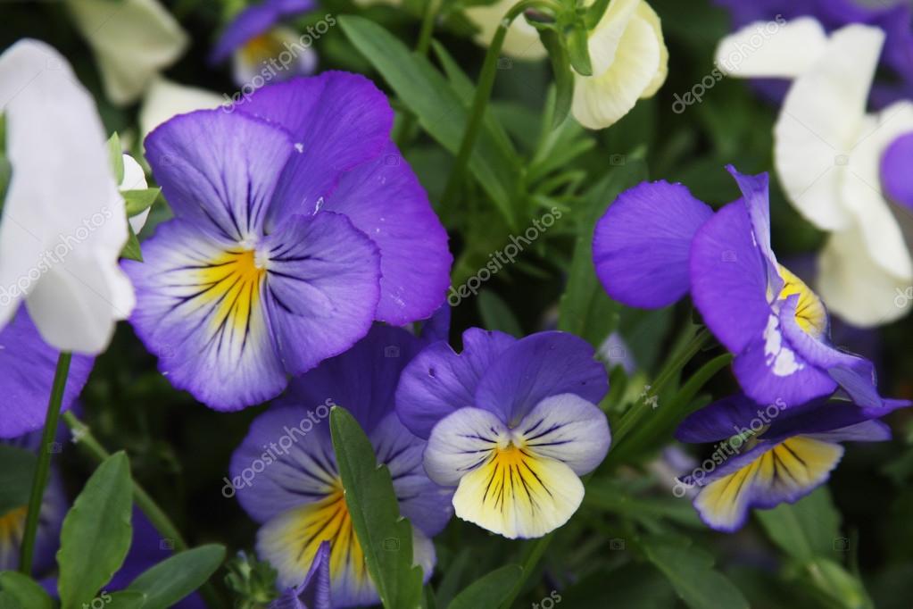 Viola flower field Stock Photo by ©juice_team 29470749