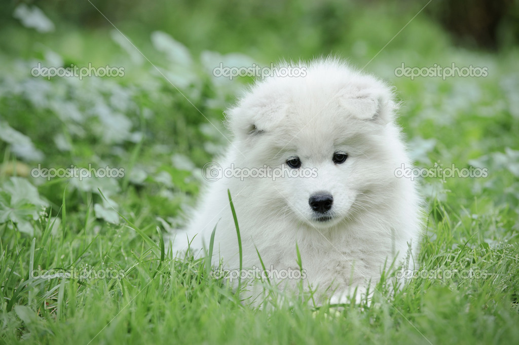 Samojeed pup portret — Stockfoto © Foto-front #14002847