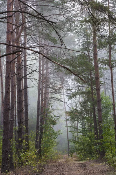 forest & mist - Stock Image - Everypixel