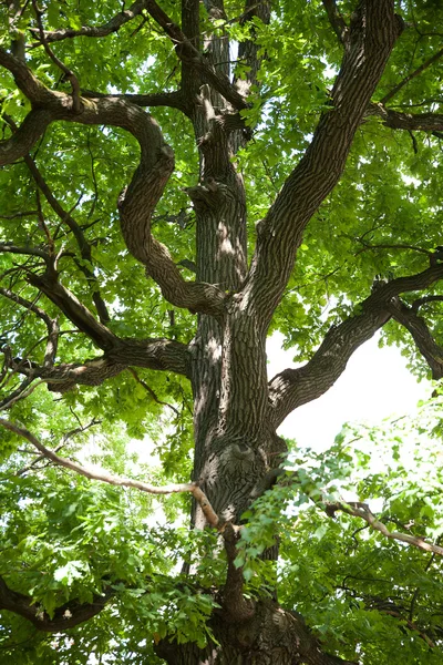 Close Shoot Old Oak Tree — Stock Photo © YAYImages #262377136