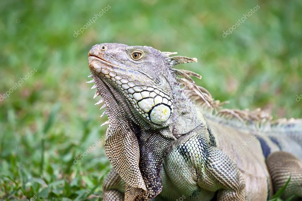 Big Iguana — Stock Photo © KKulikov #21452605