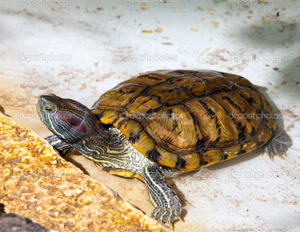 Turtle small on a stone in a pon — Stock Photo © KKulikov #26981733