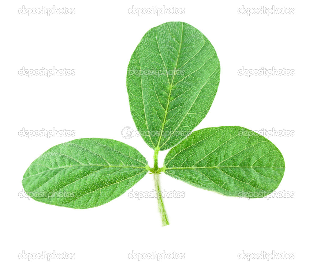 Soy leaf — Stock Photo © vtorous #15928367