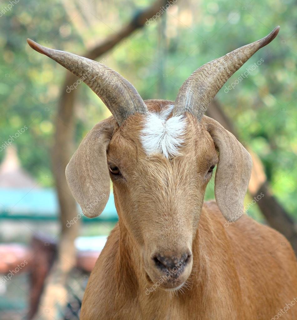 Goat — Stock Photo © ruslanchik #22391615