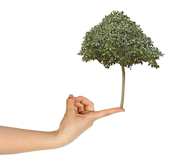 Human hands and tree — Stock Photo © cookelma #1192522